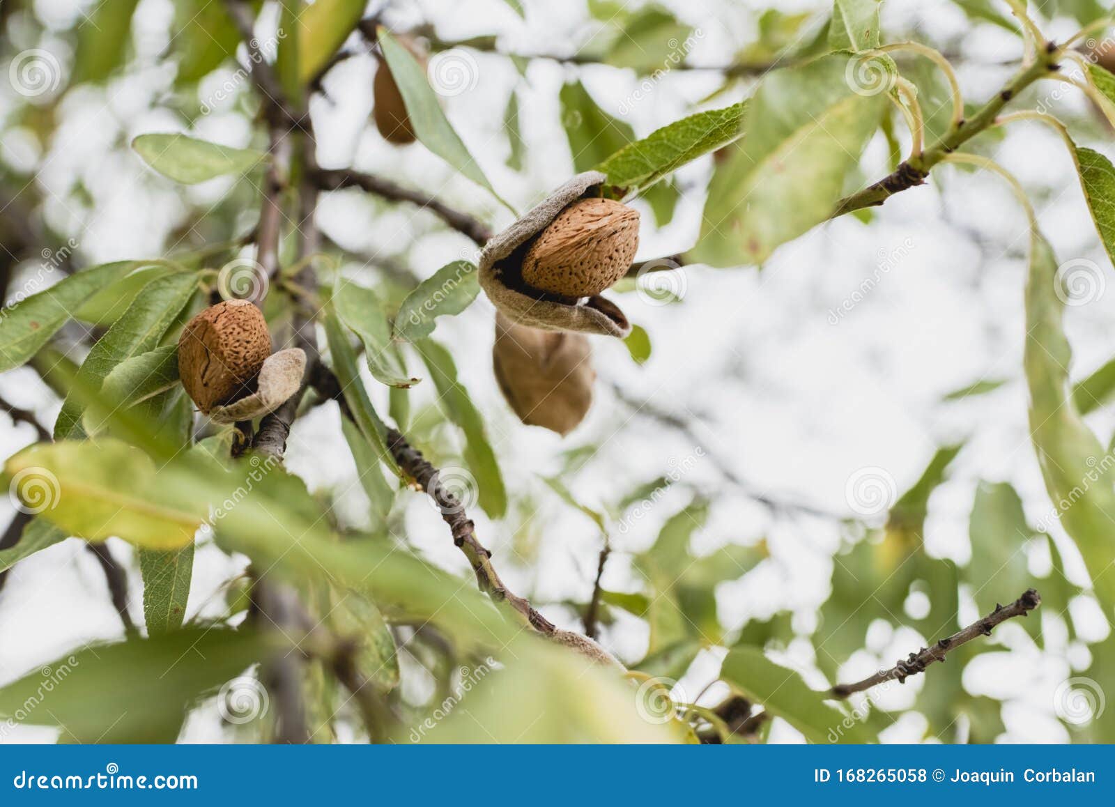 Ripe almonds on the tree stock photo. Image of farm - 168265058
