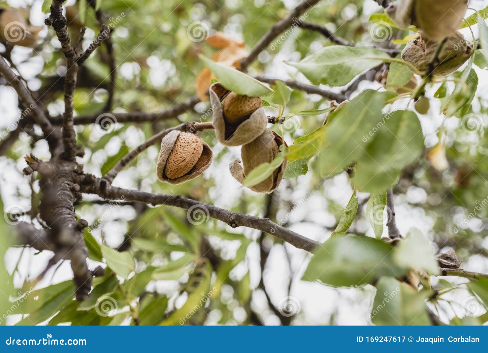 Ripe almonds on the tree stock image. Image of group - 169247617