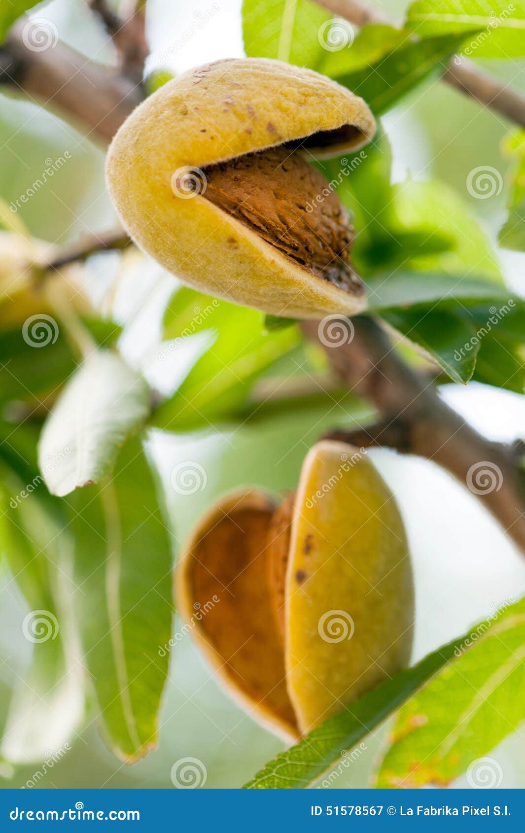 Ripe almonds stock image. Image of branch, leaf, agriculture - 51578567