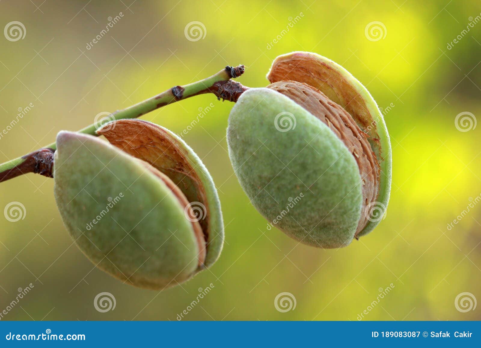 Almonds on tree branch stock image. Image of fruit, eating - 189083087