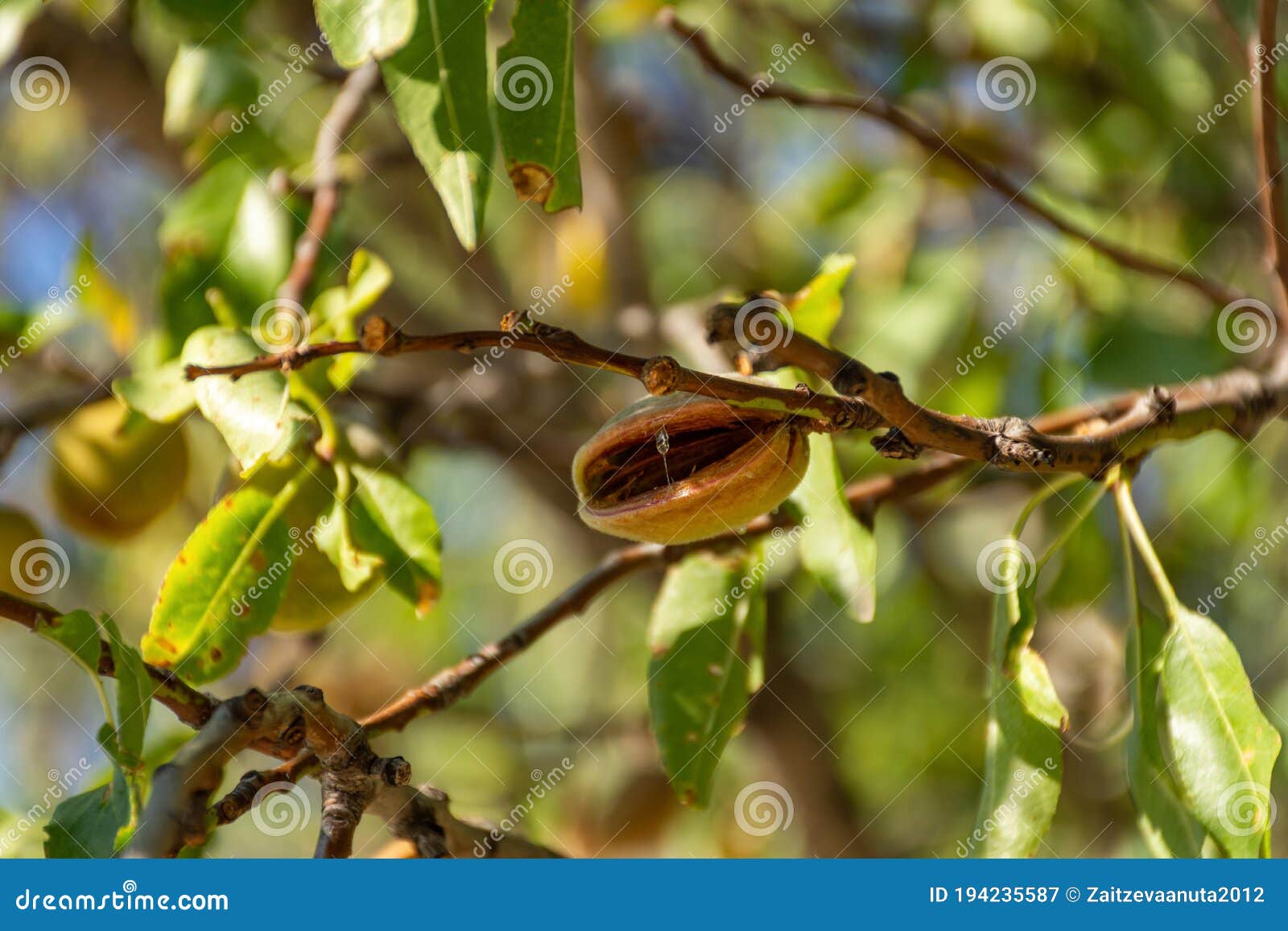 Ripe Almonds on a Tree Branch in the Sunlight. the Shell Opens and the ...