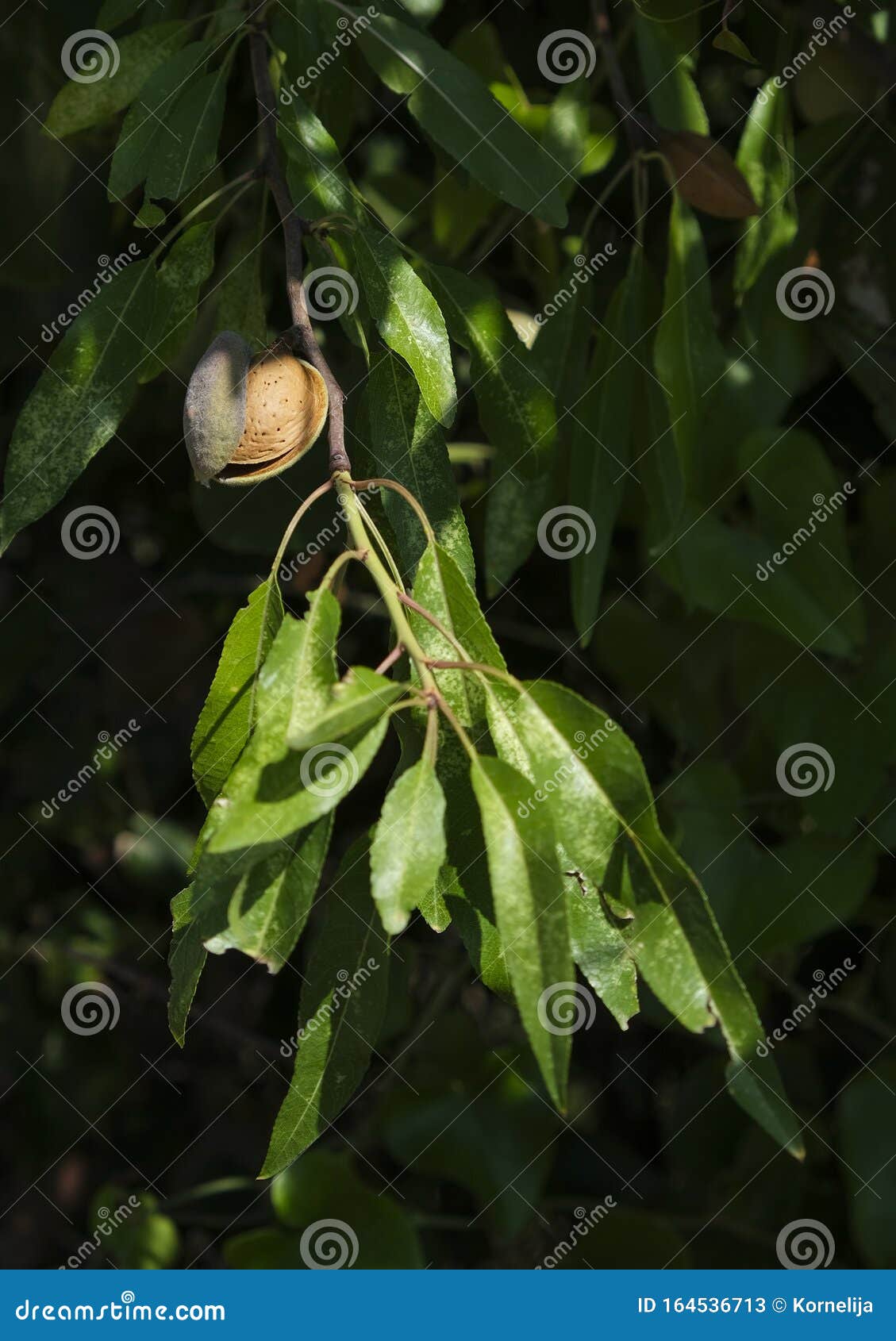 Ripe Almonds on the Tree Branches Stock Image - Image of natural ...