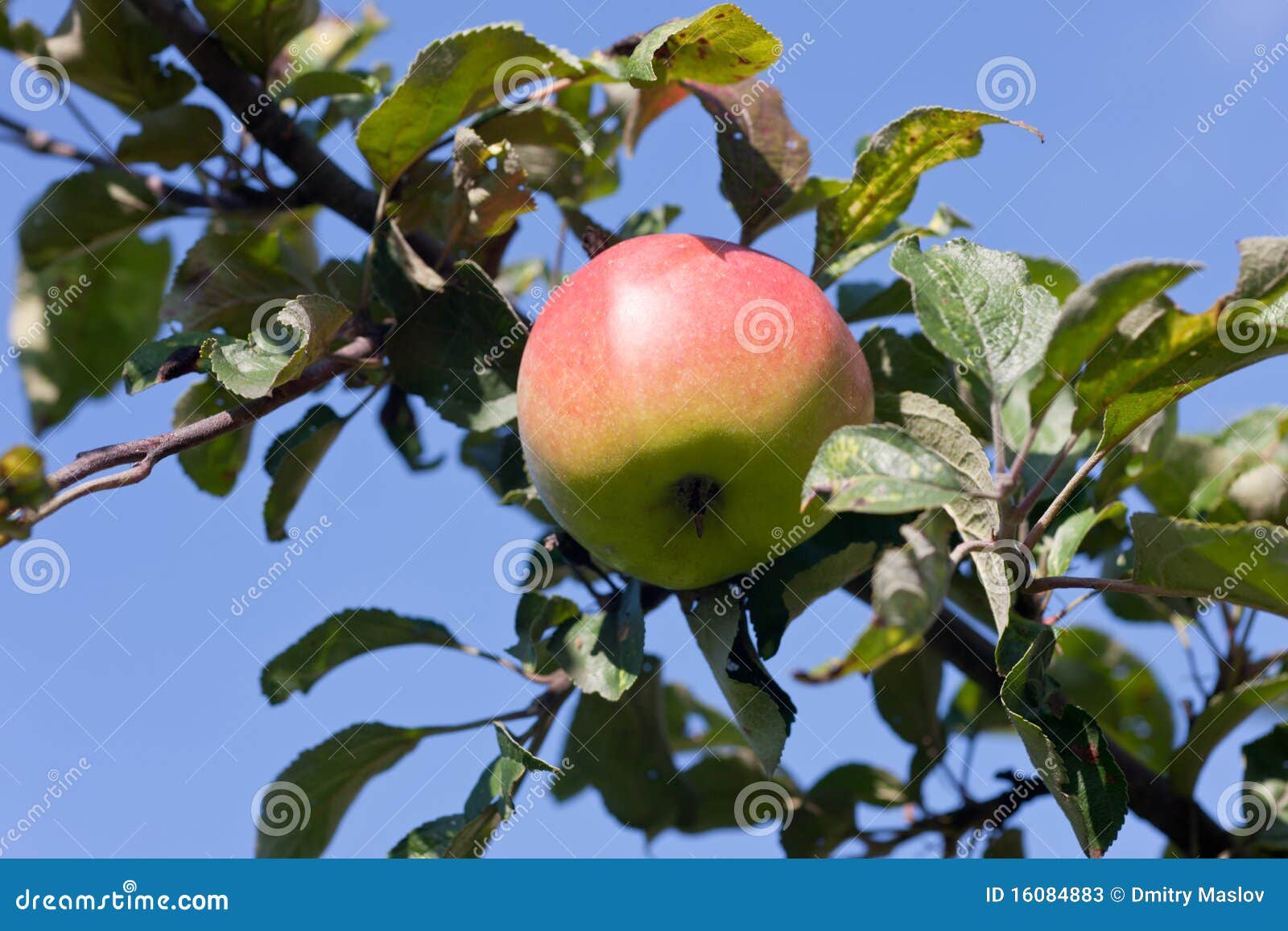 Ripe apple stock image. Image of green, season, blue - 16084883