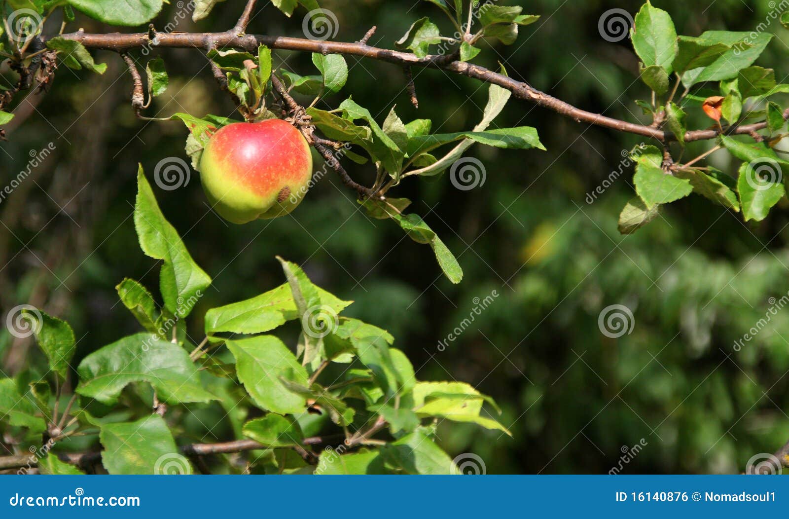 Ripe apple stock photo. Image of leaf, fruits, nature - 16140876