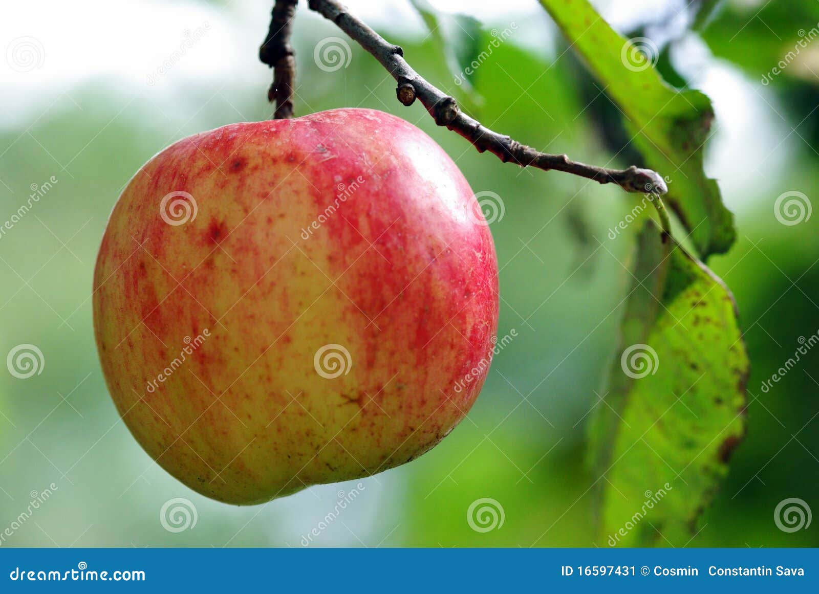 Ripe apple stock image. Image of background, diet, autumn - 16597431