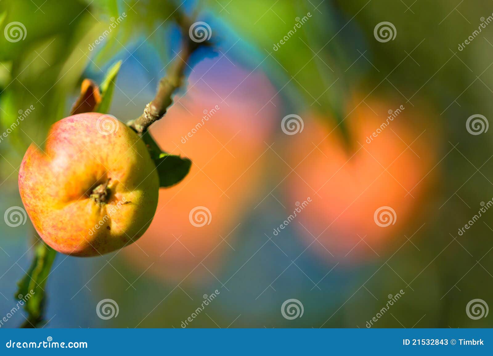 Ripe apple stock image. Image of orchard, food, branch - 21532843