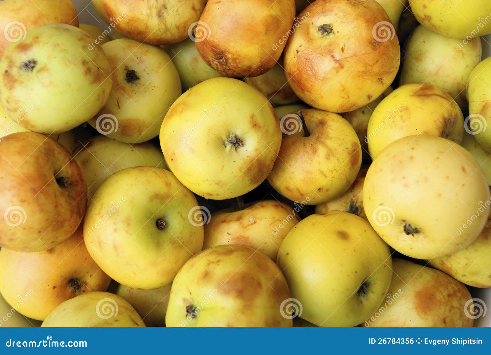 Ripe apple stock photo. Image of background, food, ripened - 26784356