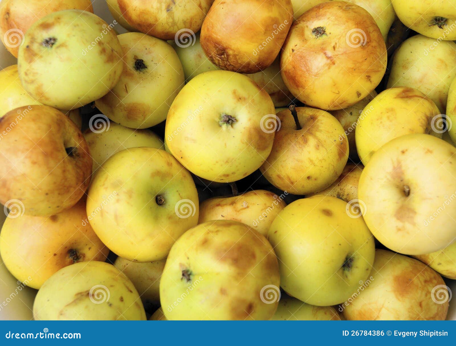 Ripe apple stock photo. Image of yellow, garden, tumbled - 26784386