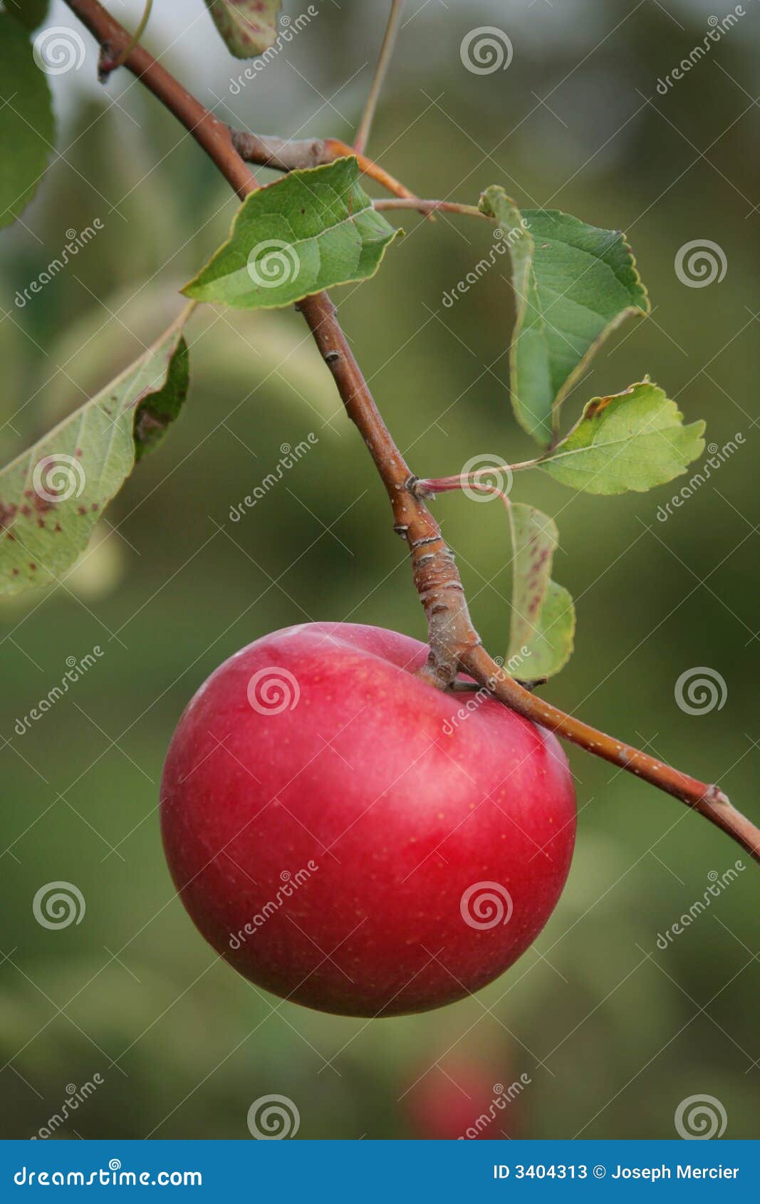 Ripe Apple stock image. Image of freshness, isolated, fresh - 3404313