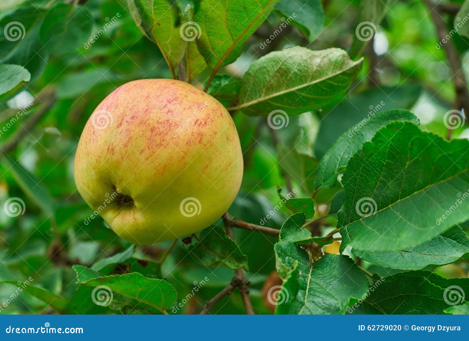 Ripe apple on the branch stock photo. Image of harvest - 62729020
