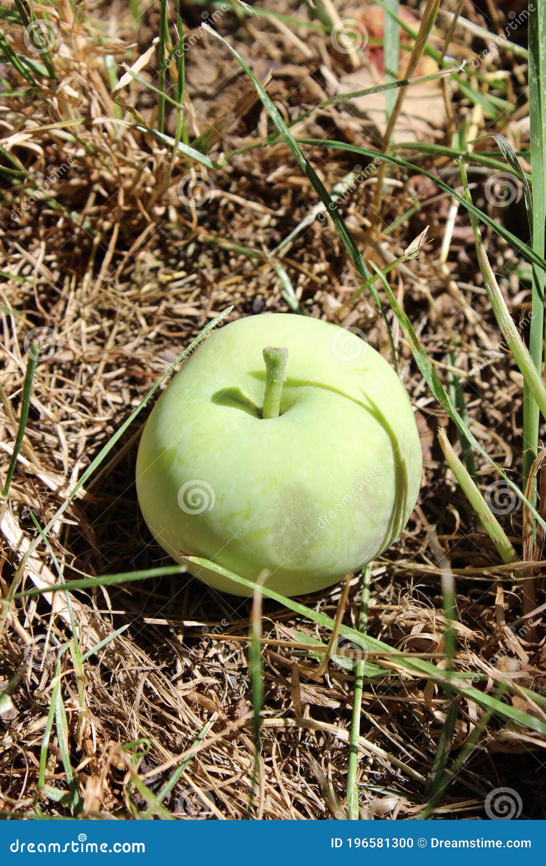 Ripe Apple Falling To the Ground and Lying in the Grass Stock Photo ...
