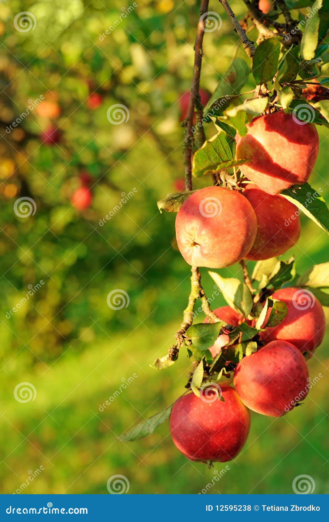 Ripe apple fruit stock photo. Image of leaf, apple, mellow - 12595238