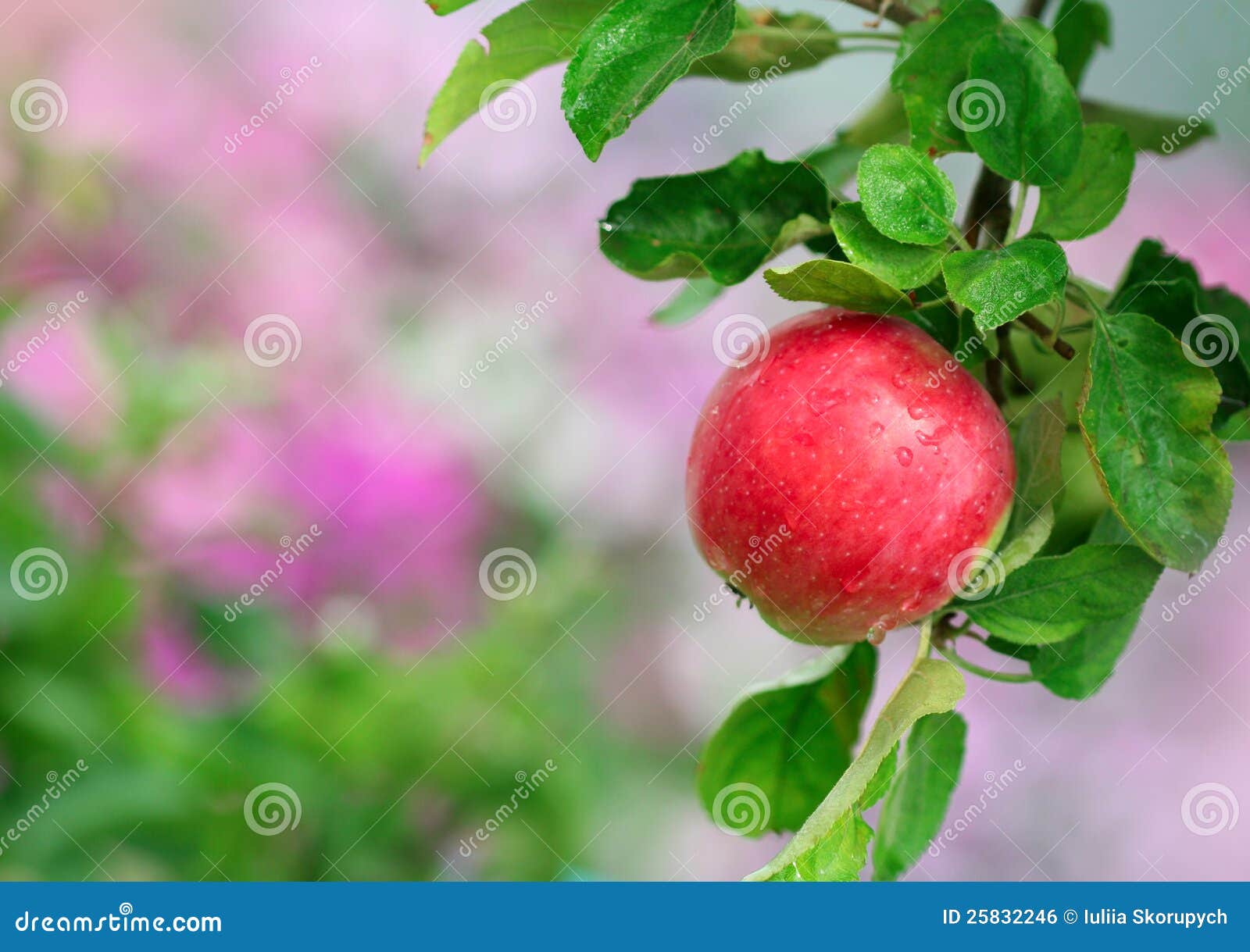 Ripe apple in the garden stock photo. Image of farming - 25832246