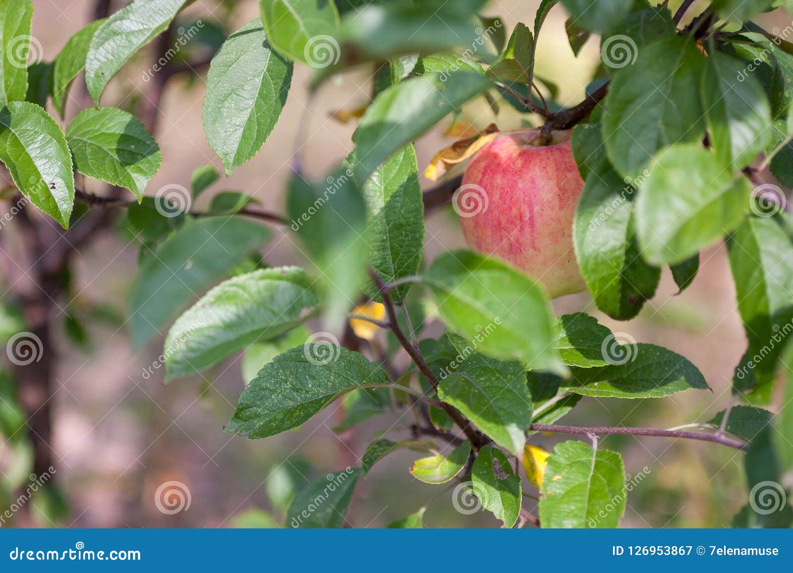 Ripe Apple Grows on the Tree Stock Image - Image of diet, growth: 126953867