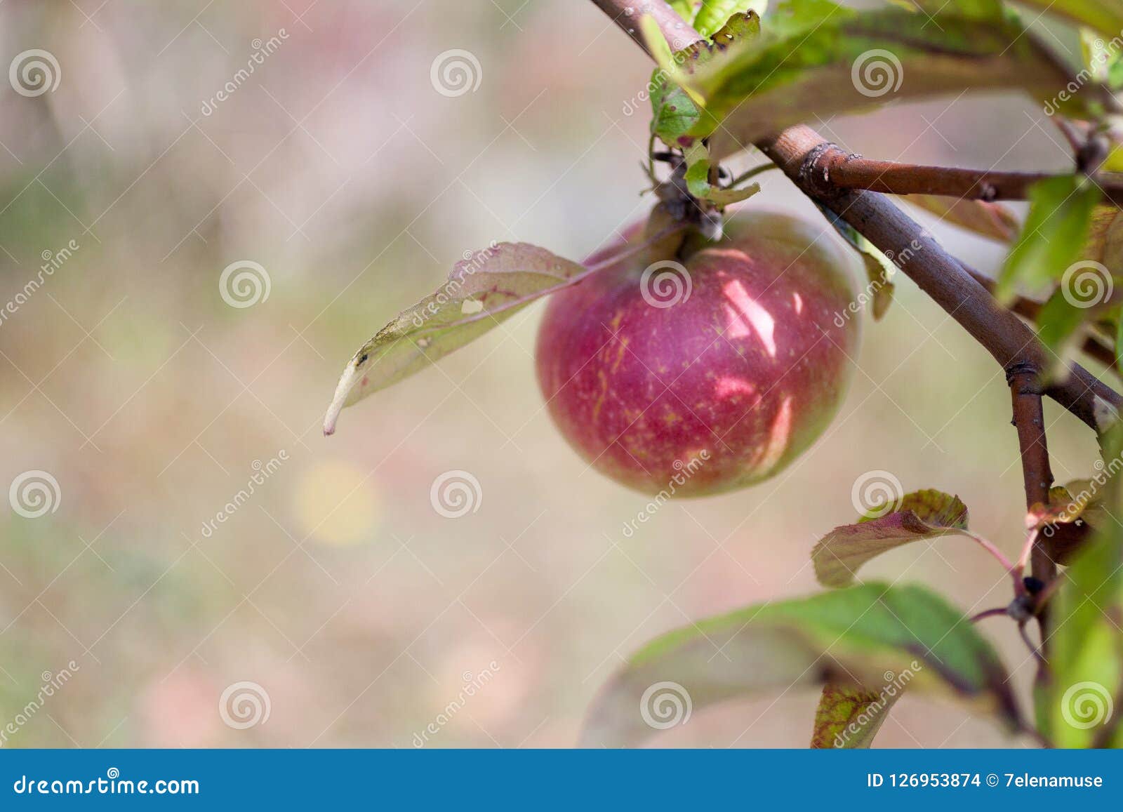 Ripe Apple Grows on the Tree Stock Photo - Image of beautiful ...