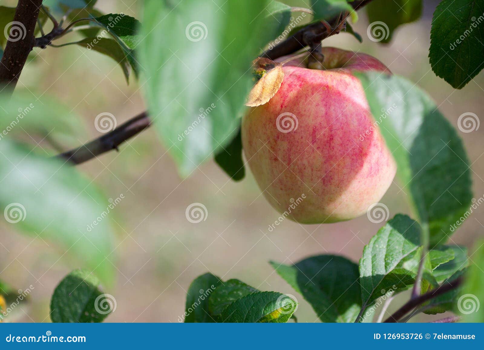 Ripe Apple Grows on the Tree Stock Photo - Image of harvest, growth ... Ripe Apple Grows on the Tree Stock Photo - Image of harvest, growth ...