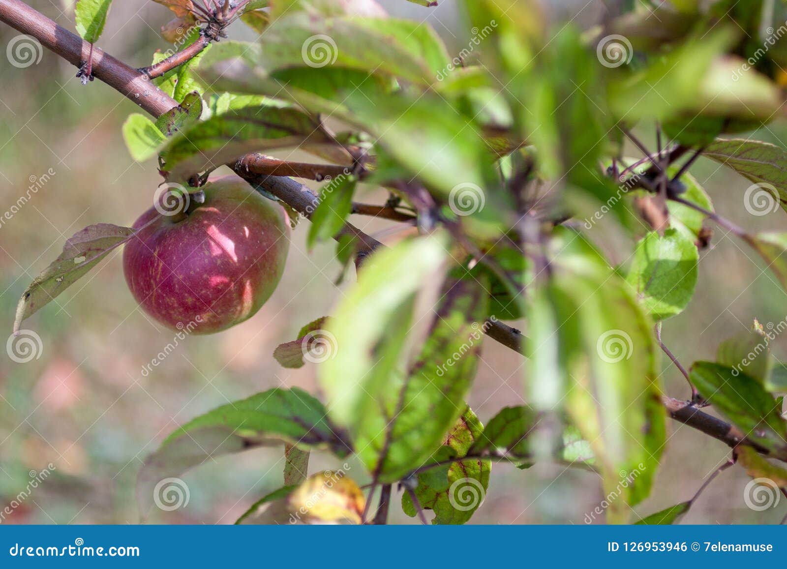 Ripe Apple Grows on the Tree Stock Photo - Image of growth, healthy ...