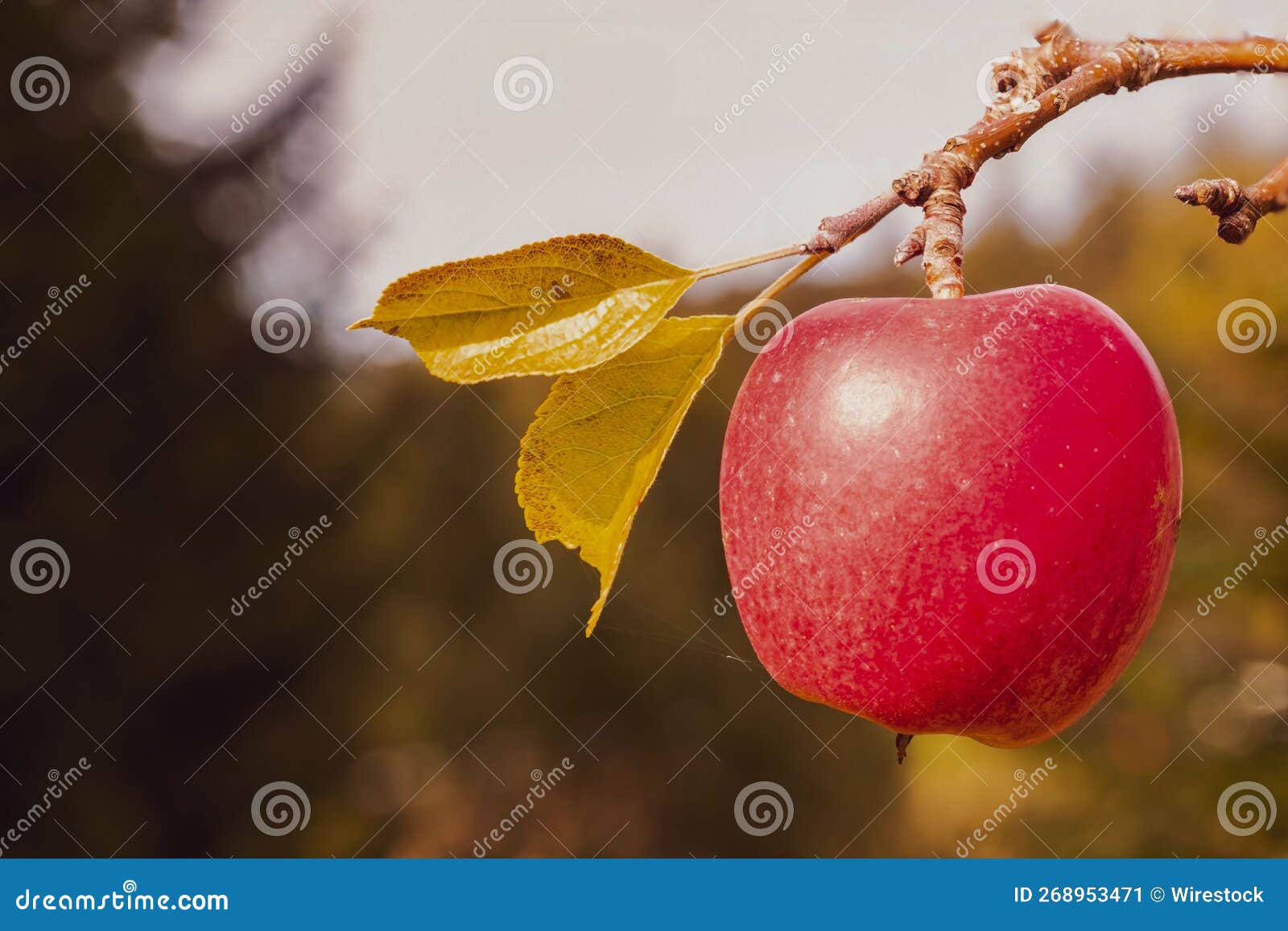 Ripe Apple Hanging from a Tree Branch in an Orchard Stock Image - Image ...