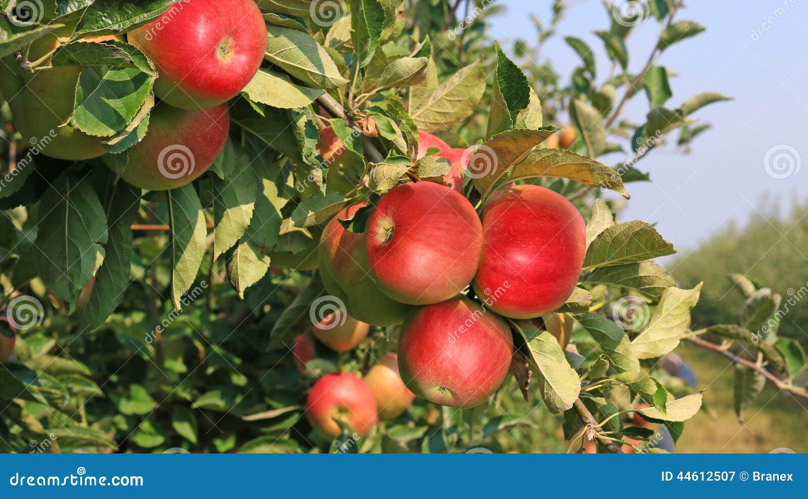 Ripe apple stock image. Image of eating, nature, industrial - 44612507