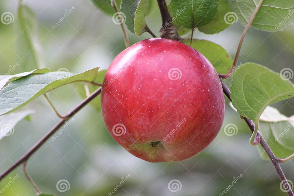 Ripe Apple stock photo. Image of kitchen, harvest, ripen - 76601840