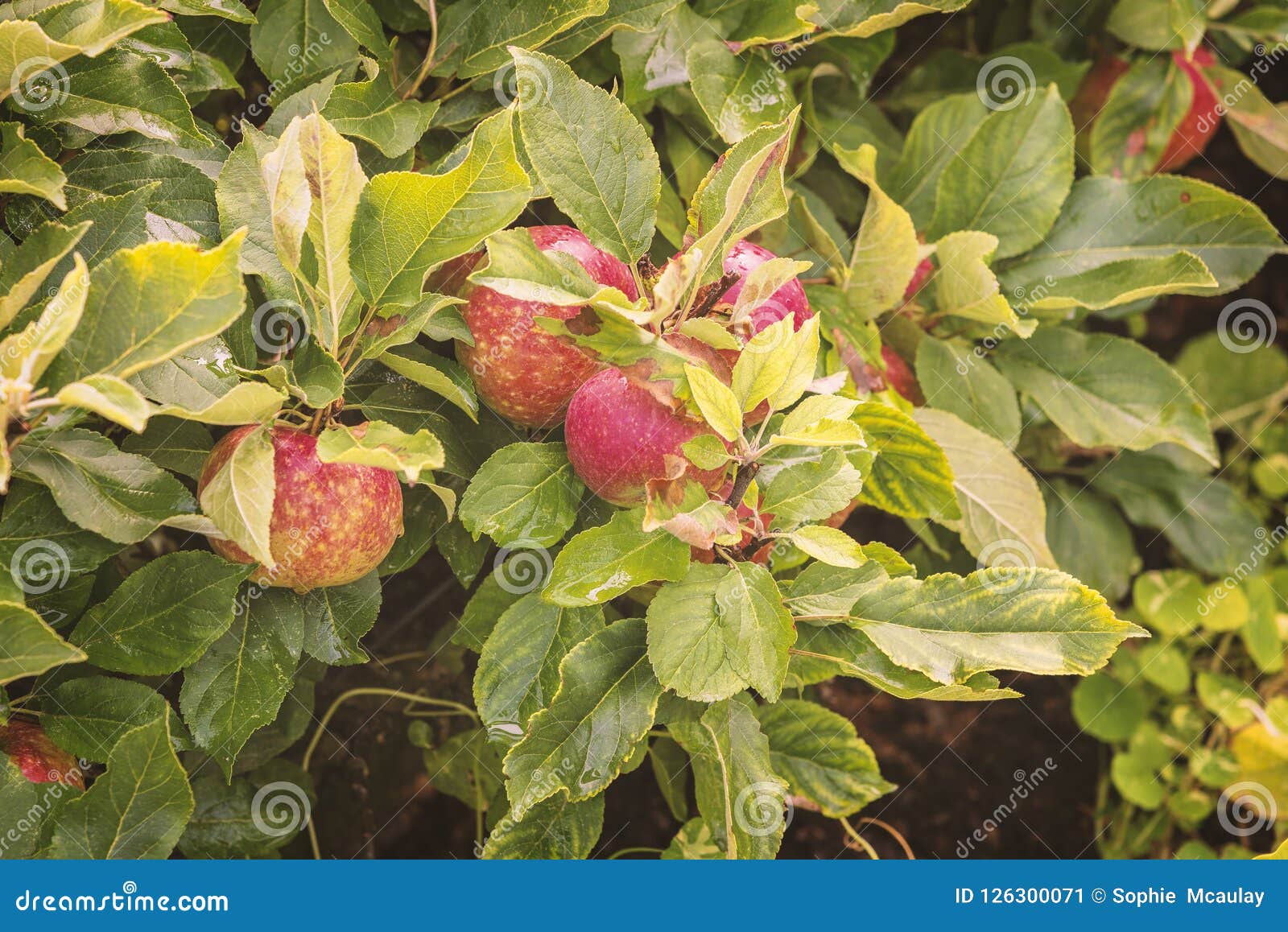 Ripe apple tree stock image. Image of delicious, group - 126300071