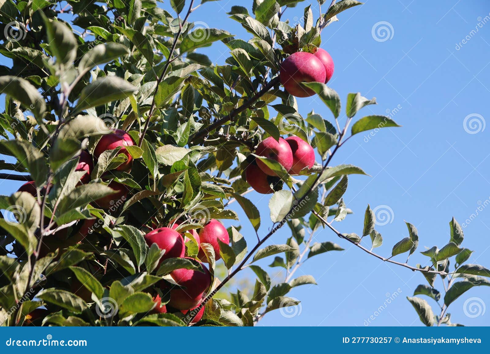A Ripe Apple on the Tree in Autumn Season Stock Image - Image of ...