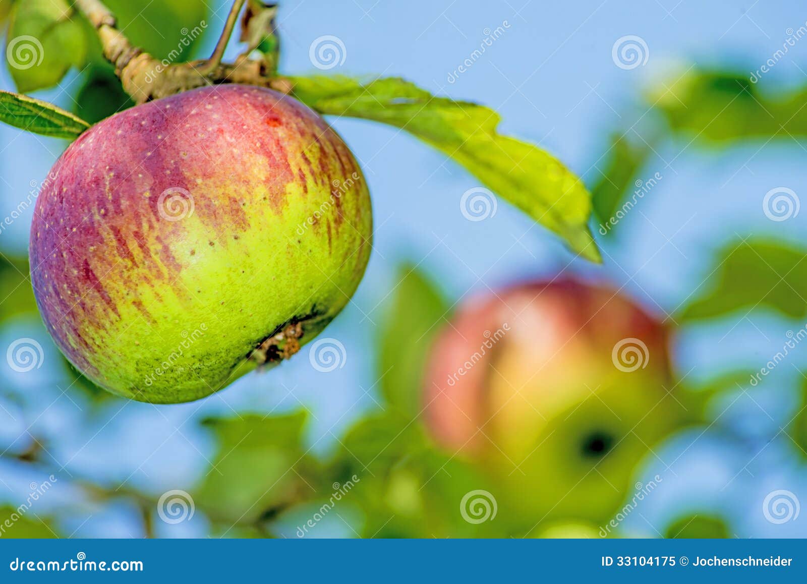 Ripe apple at a tree stock image. Image of tree, fiber - 33104175