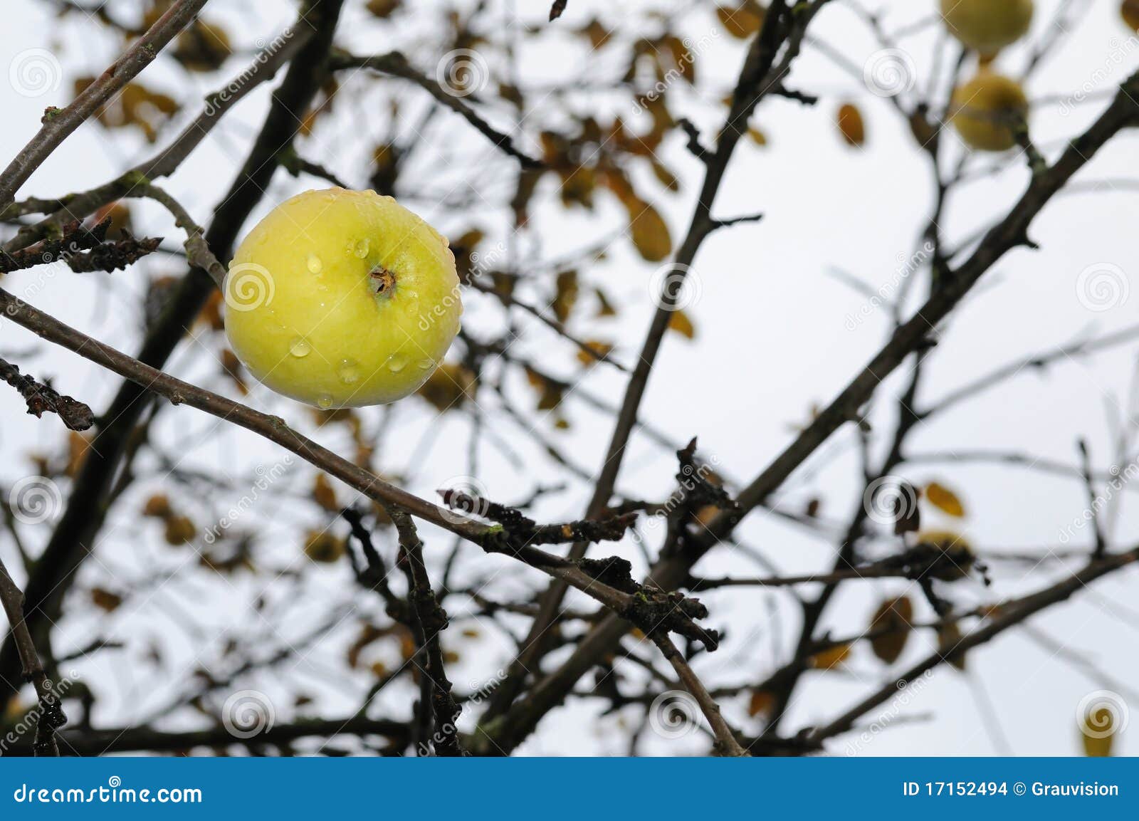Ripe Apple on a Tree without Leaves Stock Photo - Image of healthy ...