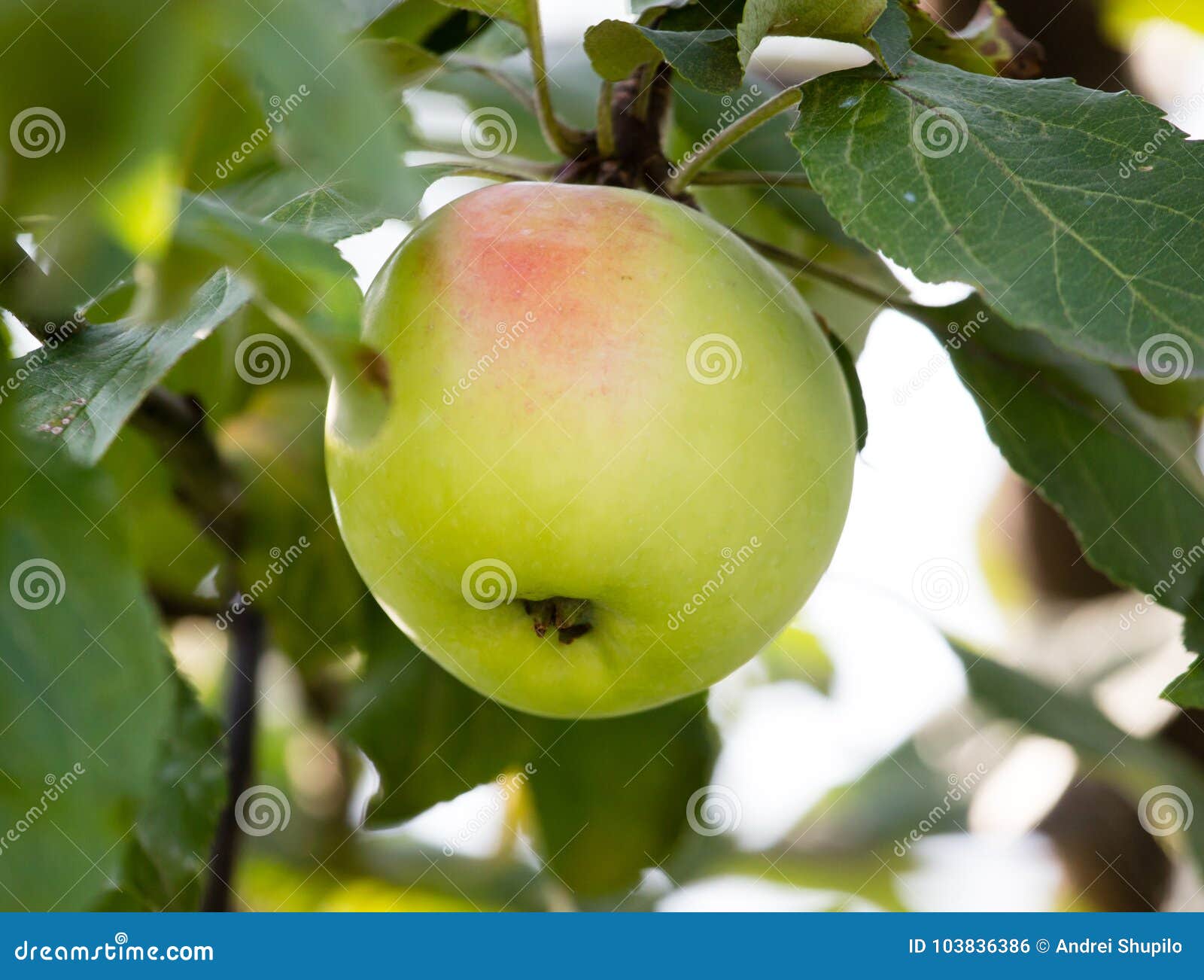 Ripe Apple on a Tree in the Nature Stock Photo - Image of healthy ...