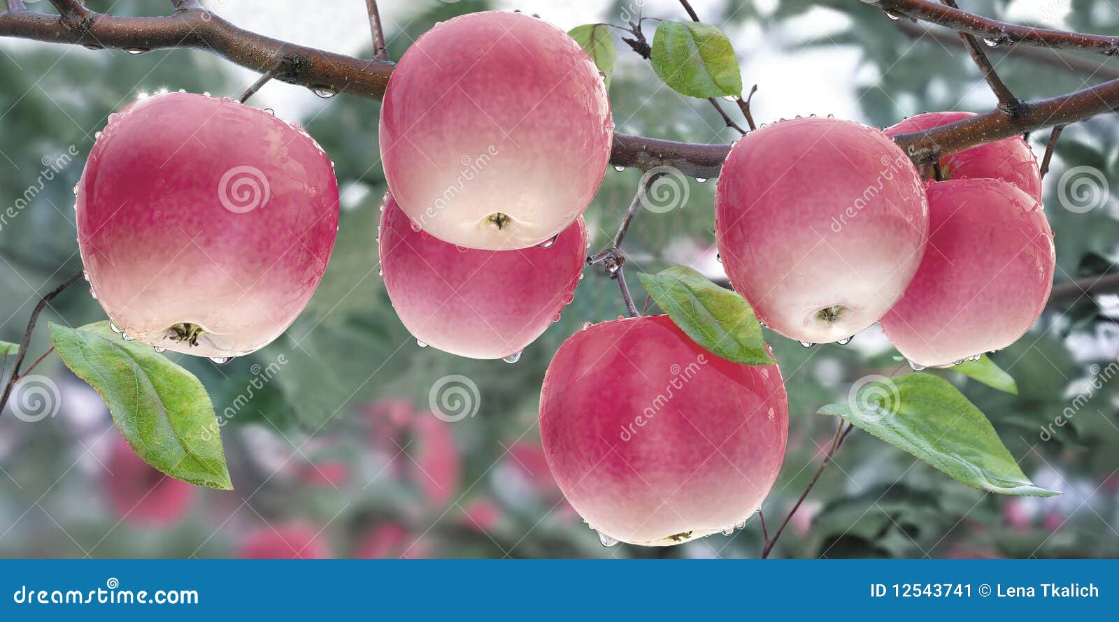 Ripe Apples. Garden Fruits. Black And White Drawing. Hand Made. Hand ...