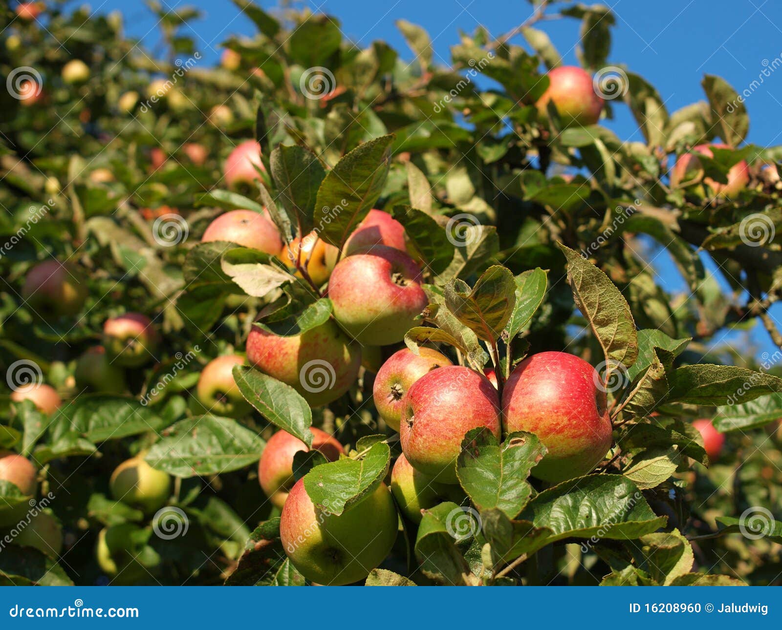 Ripe apples stock photo. Image of fresh, healthy, apple - 16208960