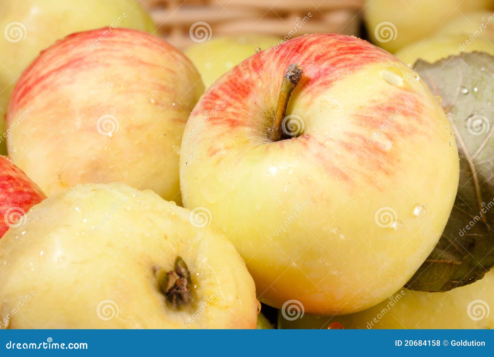 Ripe apples stock photo. Image of green, fruity, care - 20684158