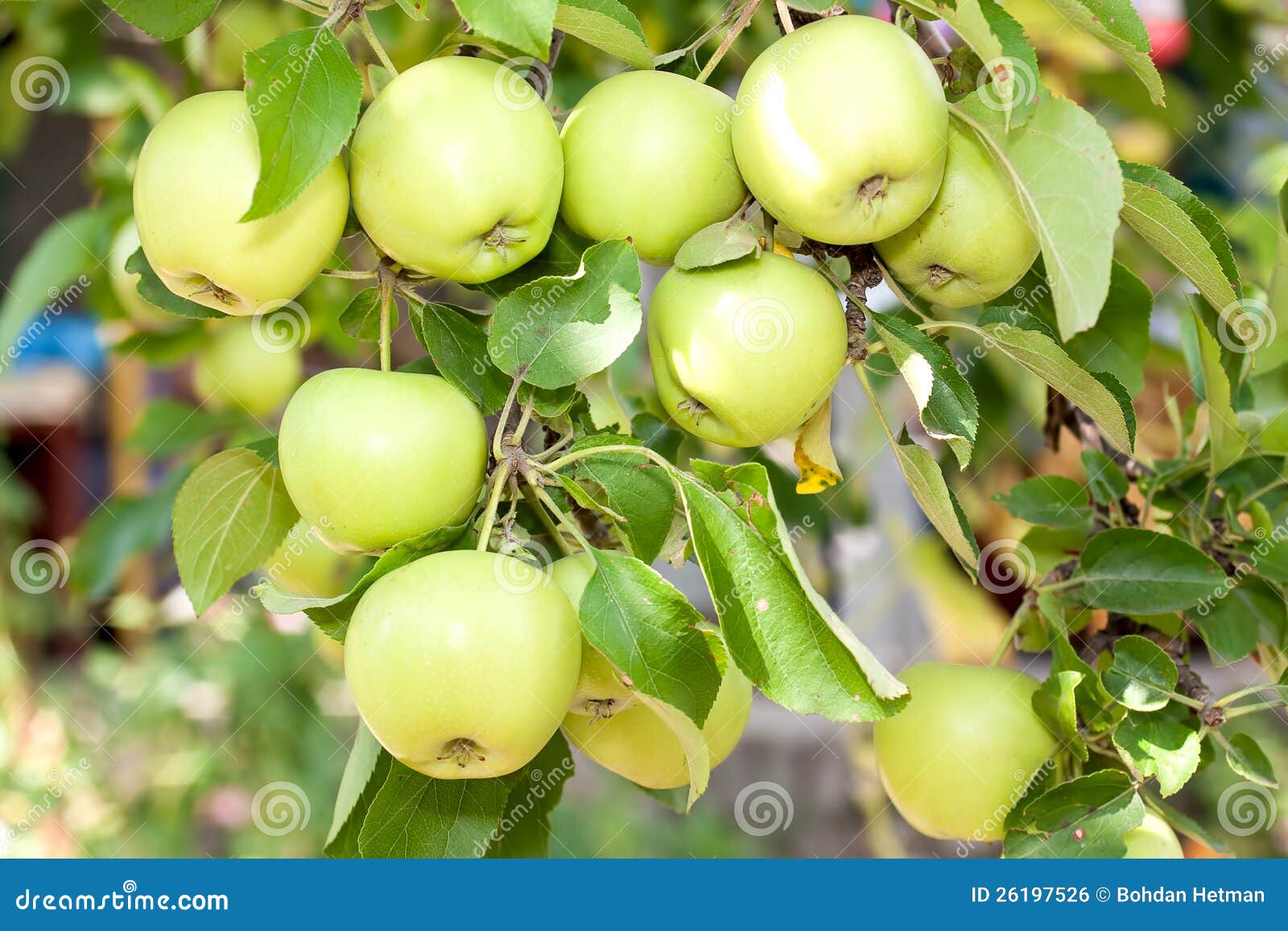 Ripe apples stock photo. Image of ripe, vibrant, groceries - 26197526