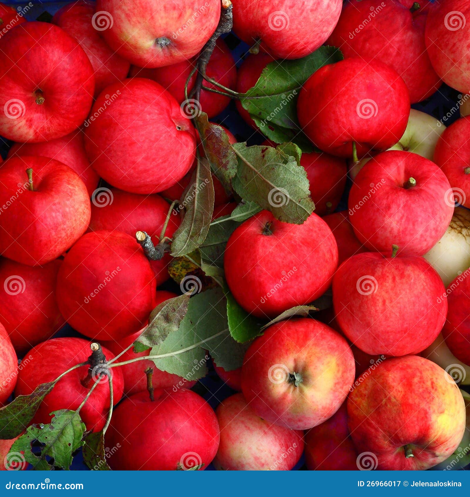 Ripe apples stock image. Image of earth, autumn, healthy - 26966017
