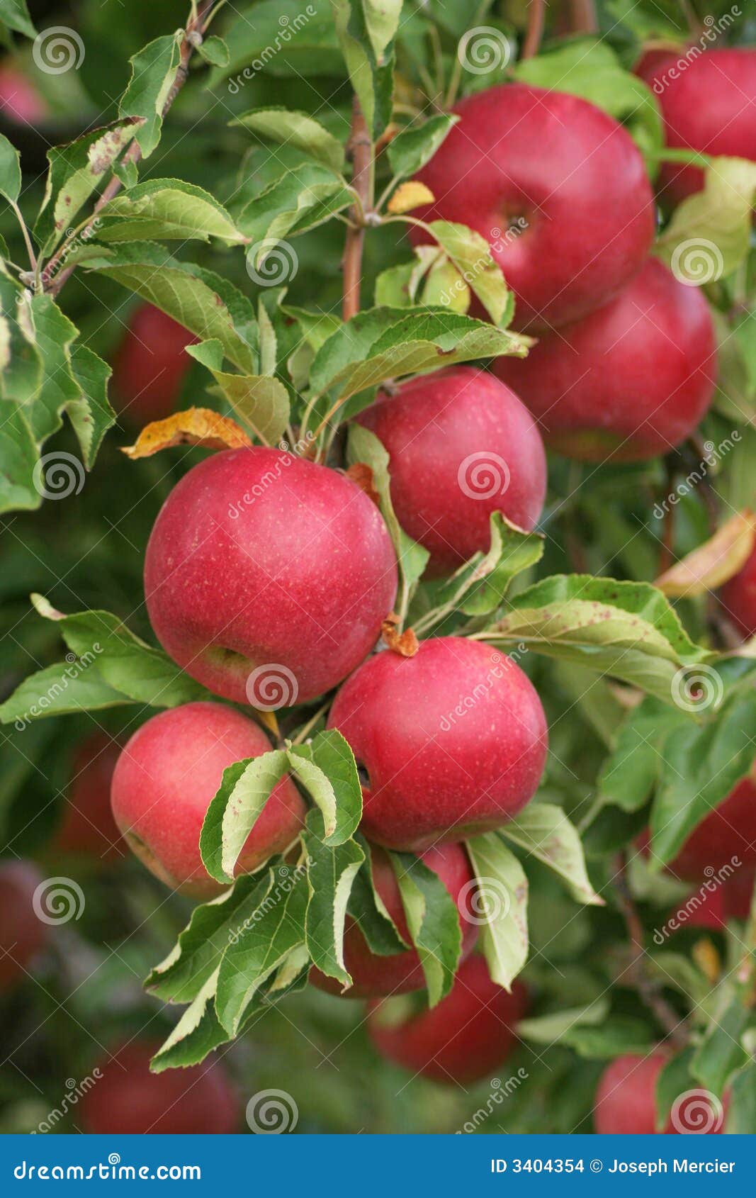 Ripe Apples stock photo. Image of organic, freshness, nature - 3404354