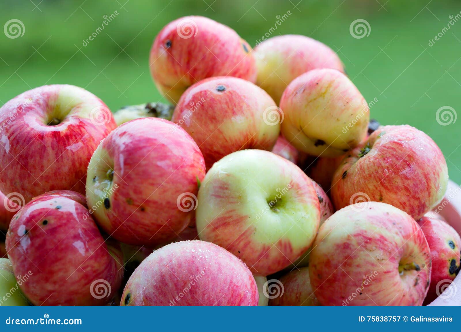 Ripe apples stock image. Image of fruits, green, leaves - 75838757