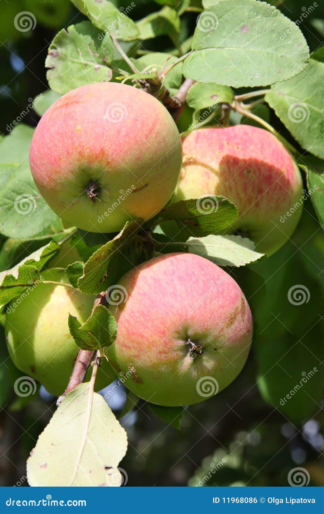 Ripe apples on apple tree stock photo. Image of juicy - 11968086