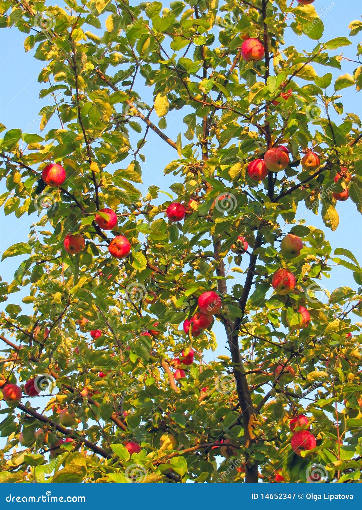 Ripe apples on apple tree stock image. Image of august - 14652347