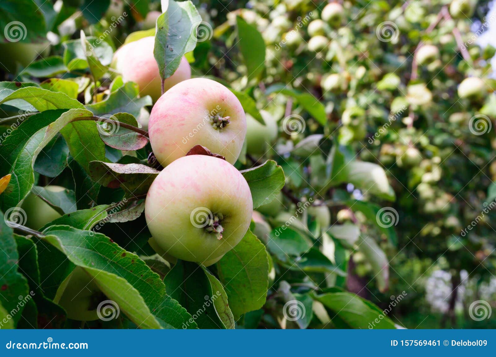 Ripe Apples on an Apple Tree in a Garden in a Garden Stock Image ...