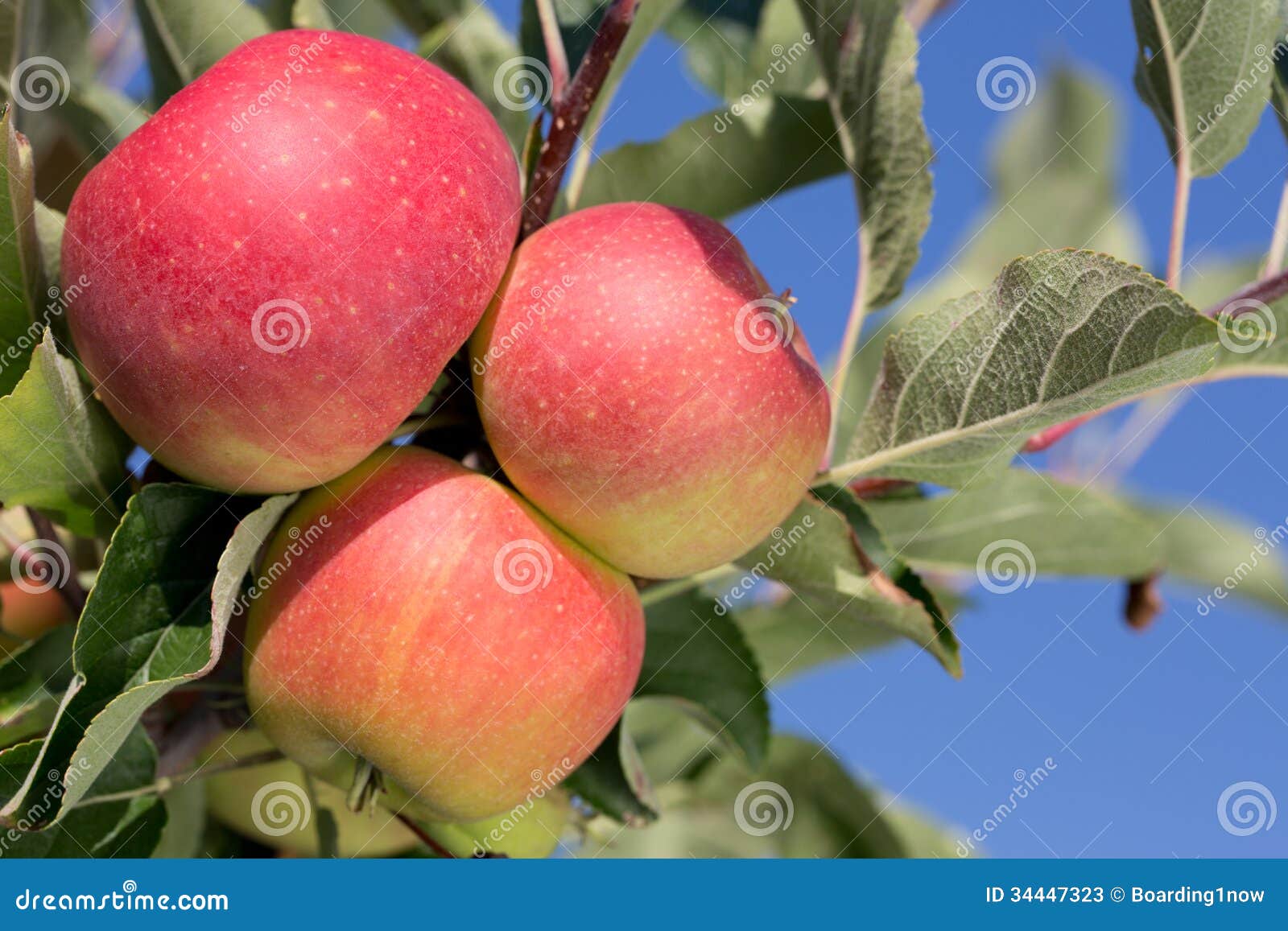 Ripe Apples on an Apple Tree Stock Image - Image of fresh, trees: 34447323