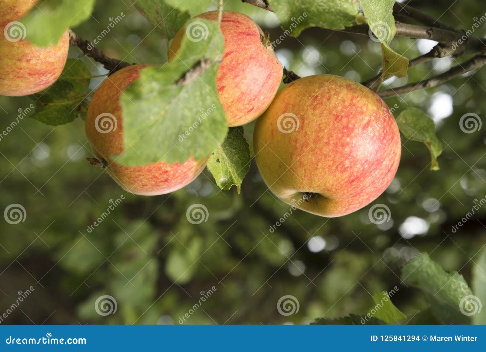 Ripe Apples on an Apple Tree in the Orchard, Copy Space Stock Photo ...