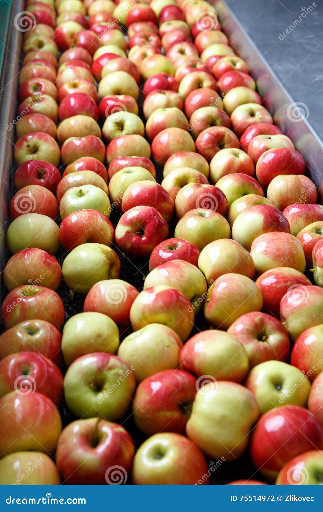 Ripe Apples Being Processed And Transported For Packing Stock Photo ...