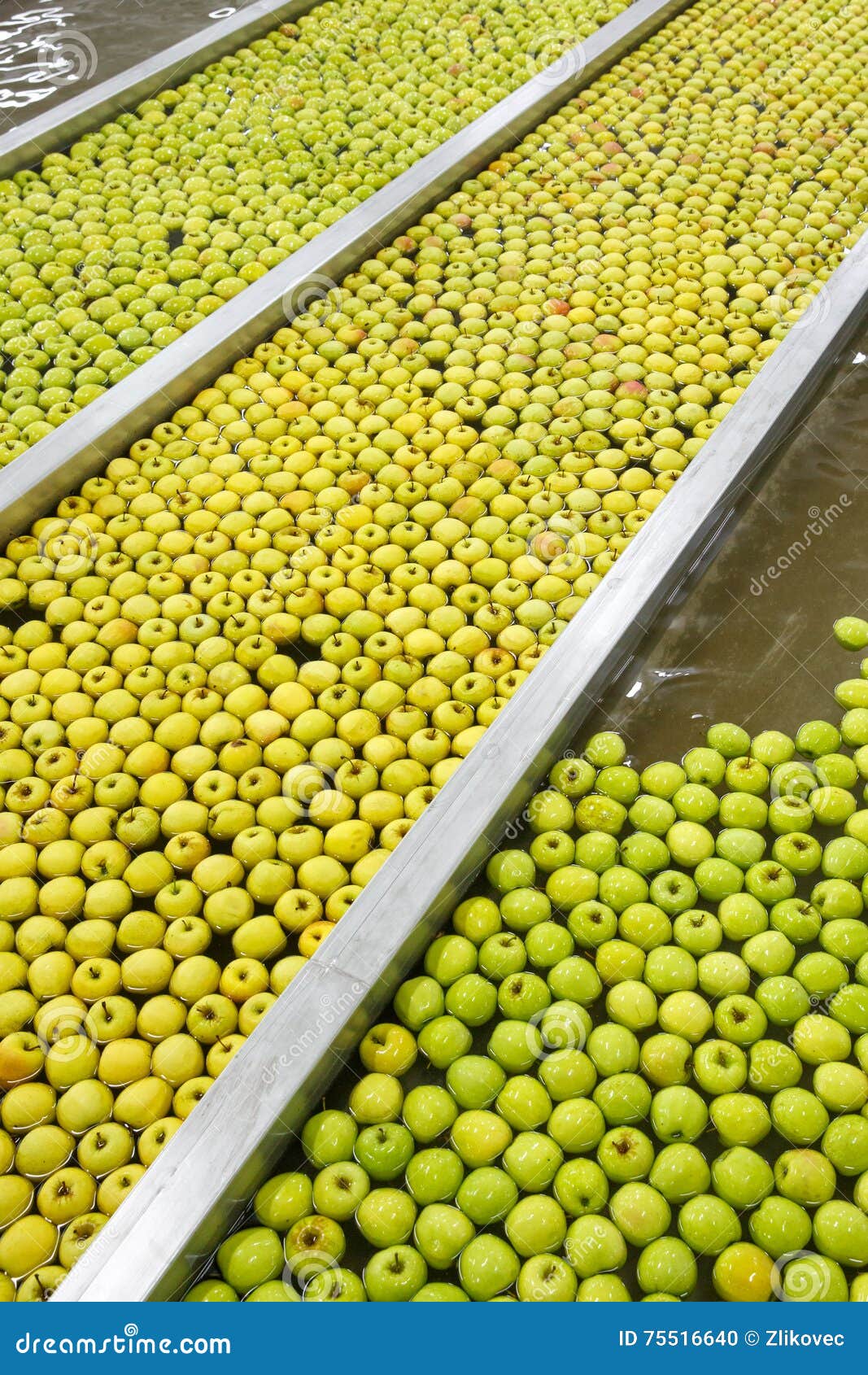 Ripe Apples Being Processed and Transported for Packing Stock Photo ...