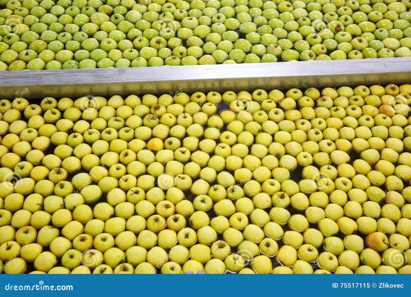 Ripe Apples Being Processed and Transported for Packing Stock Image ...
