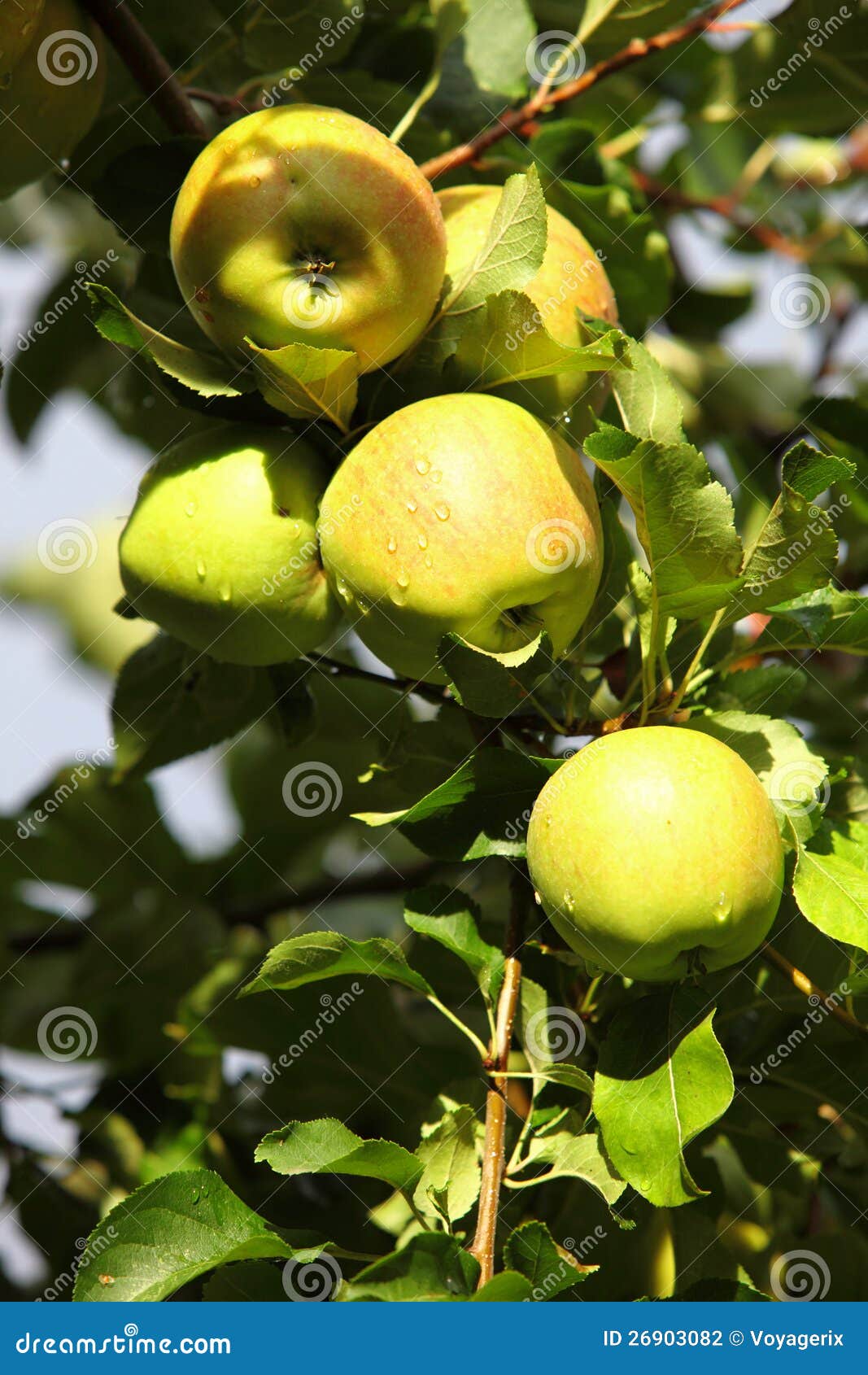 Ripe, Apples on the Branches of Apple Tree Stock Photo - Image of ...