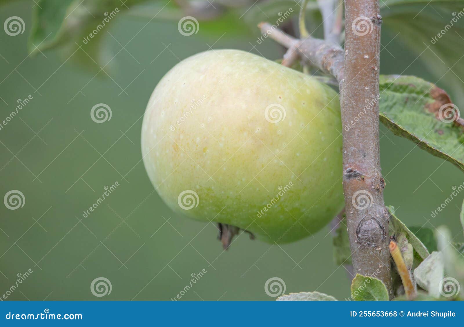 Ripe Apples on the Branches of a Tree. Stock Photo - Image of outdoors ...