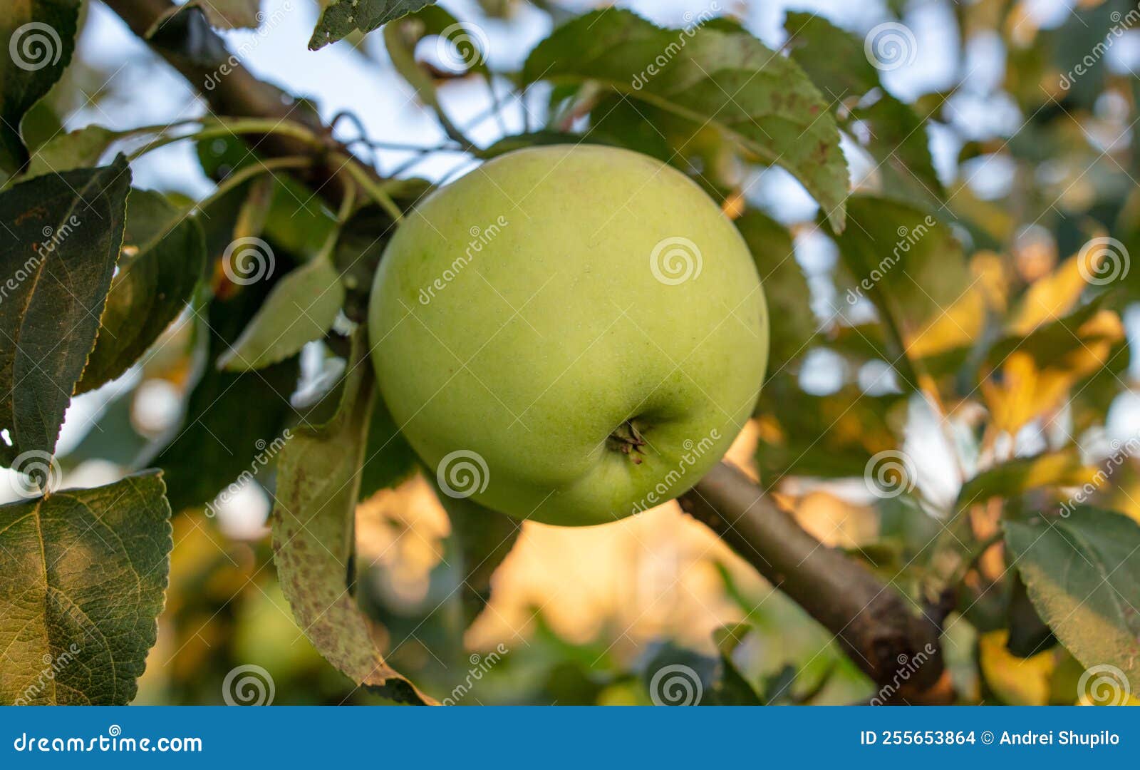 Ripe Apples on the Branches of a Tree. Stock Photo - Image of natural ...