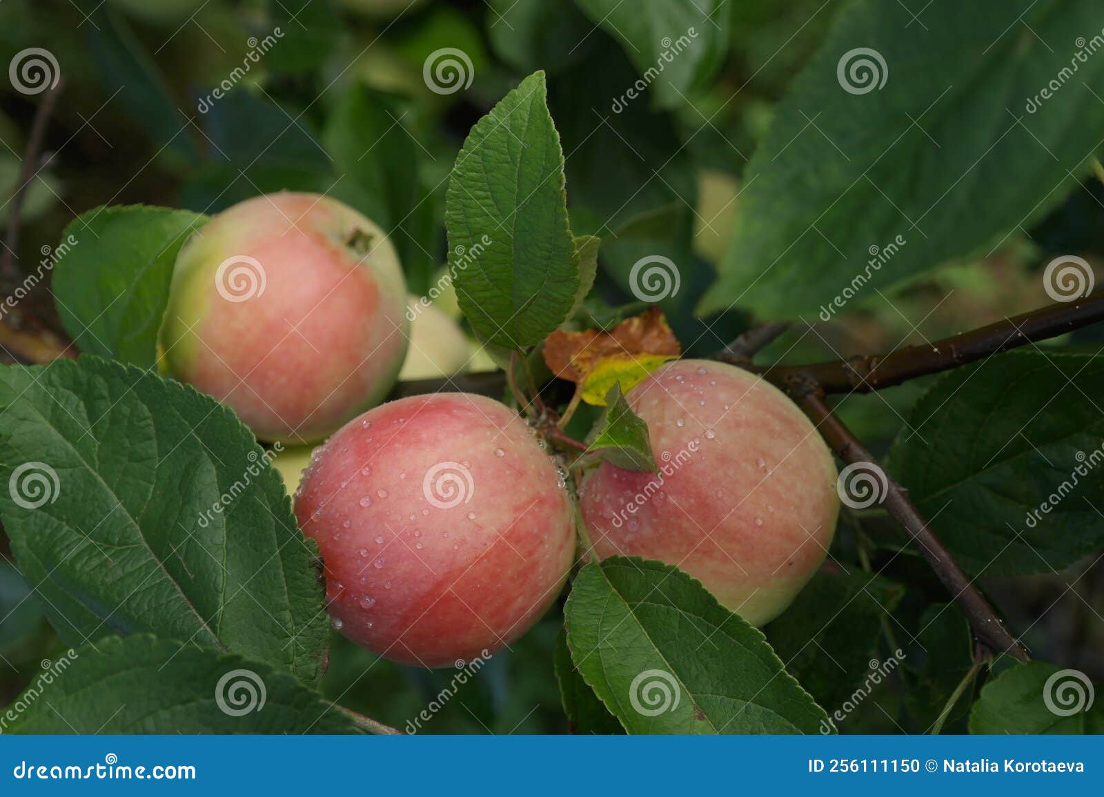 Ripe Apples on a Columnar Apple Tree Stock Photo - Image of leaves ...