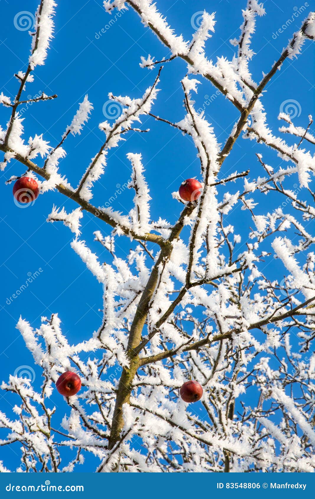 Ripe Apples Covered with Frost Stock Photo - Image of iced, twig: 83548806