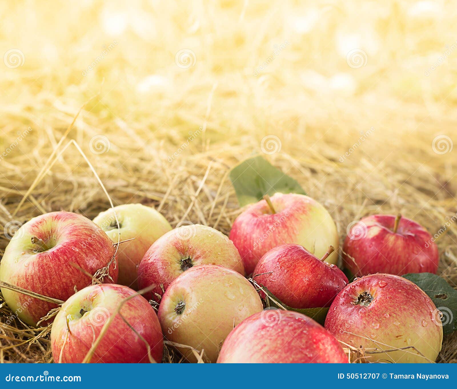 Ripe apples stock image. Image of objects, agriculture - 50512707